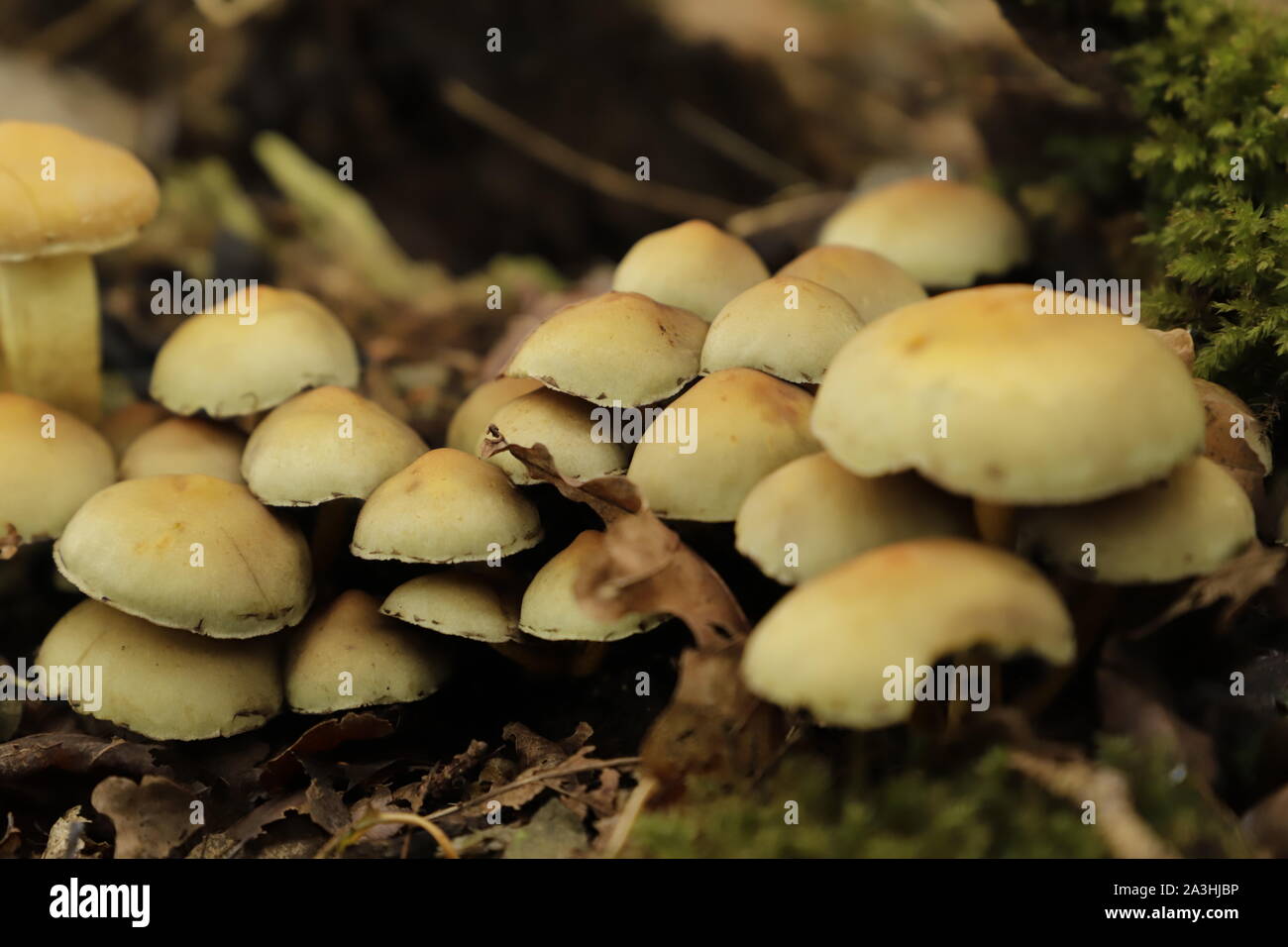 Sulfur tuft a common toad stool in the forest Stock Photo - Alamy