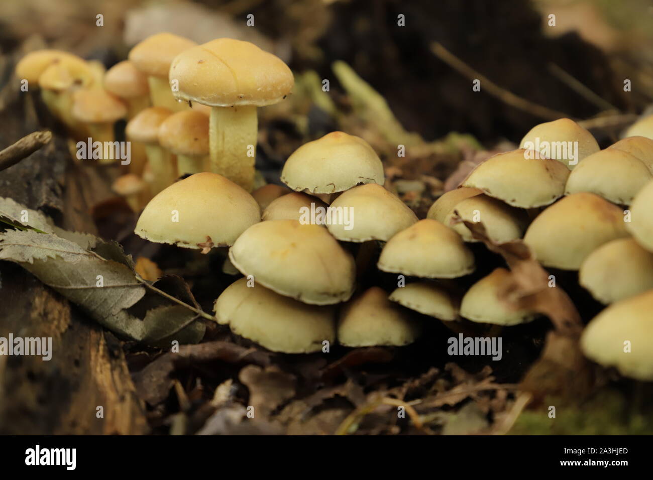 Crop of toadstools hi-res stock photography and images - Alamy