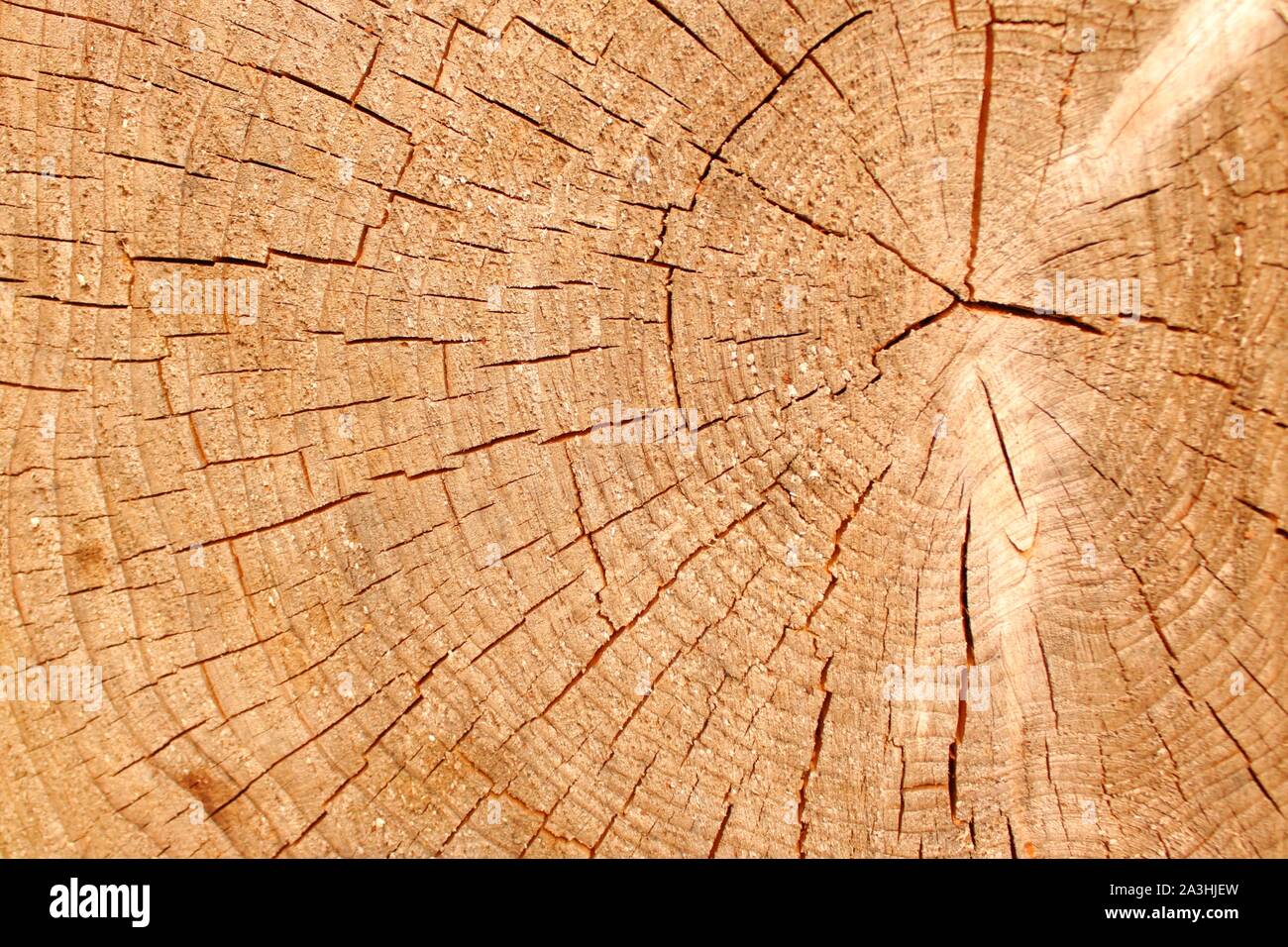 The picture shows a structure of a tree trunk Stock Photo - Alamy