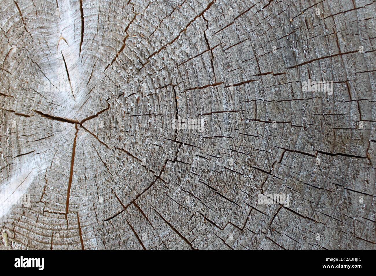 The picture shows a structure of a tree trunk Stock Photo - Alamy
