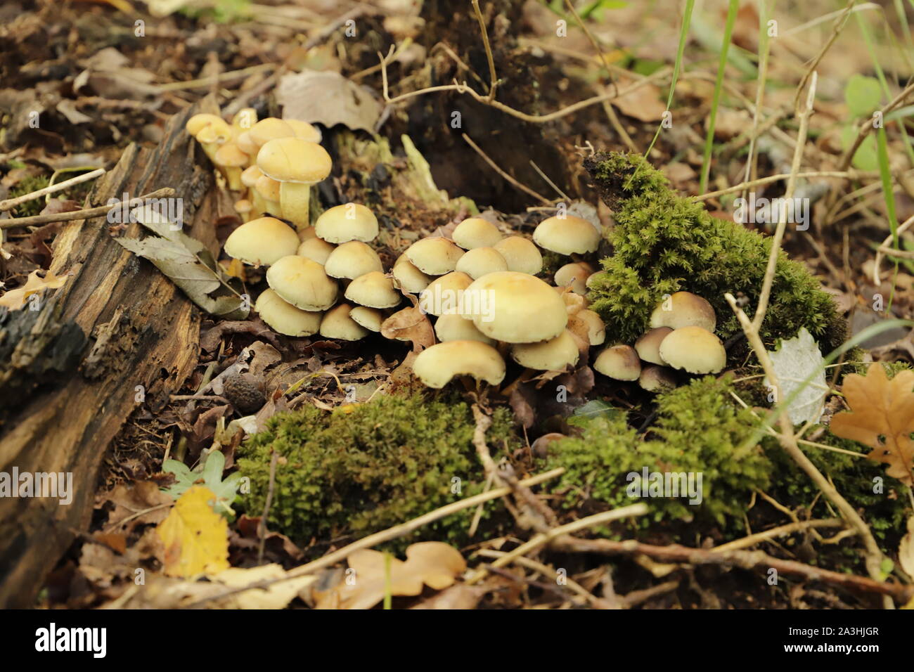 Crop of toadstools hi-res stock photography and images - Alamy