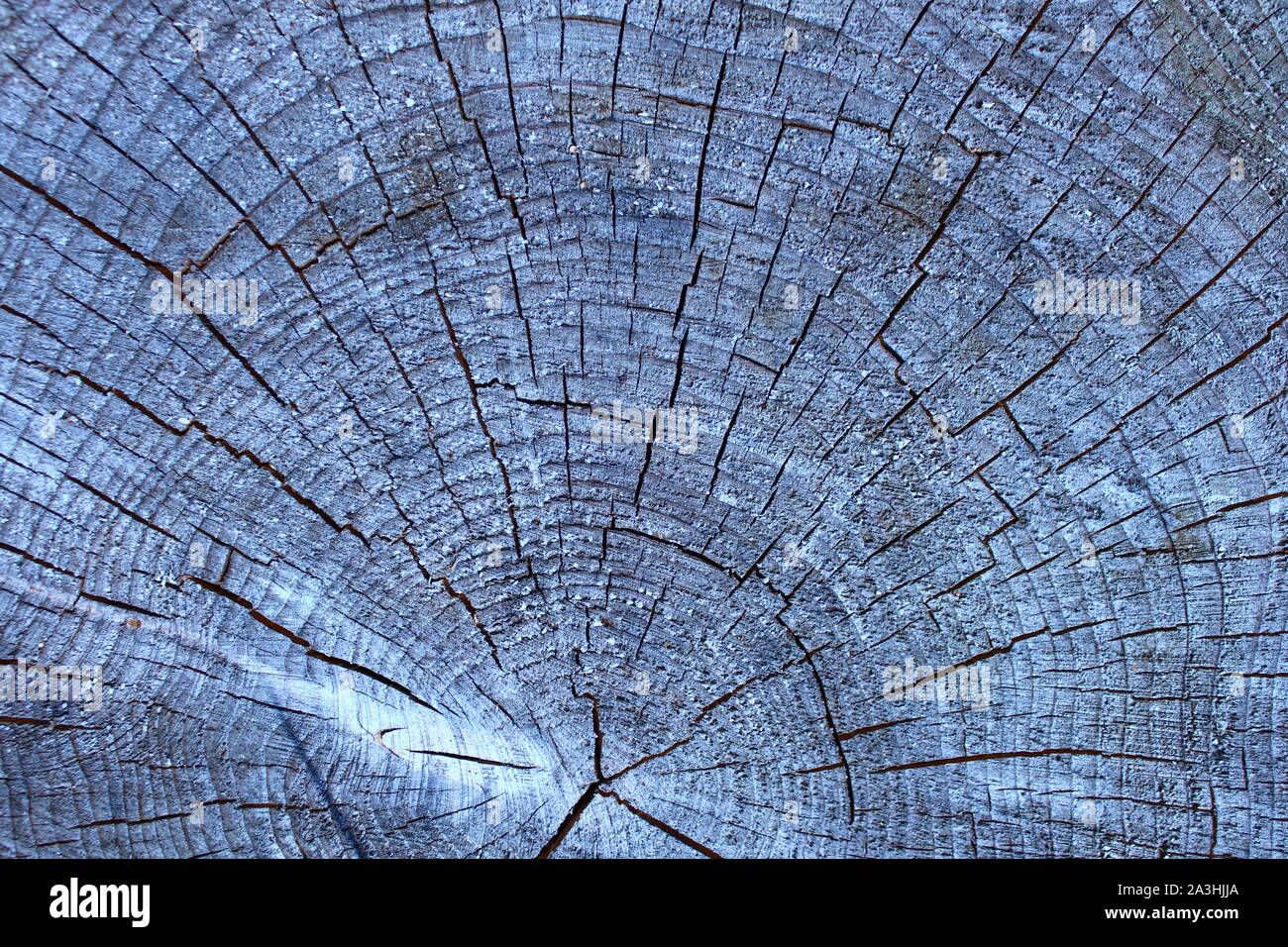 The picture shows a structure of a tree trunk Stock Photo - Alamy