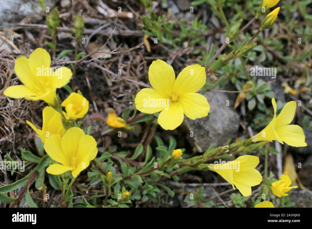 Tauricum High Resolution Stock Photography and Images - Alamy