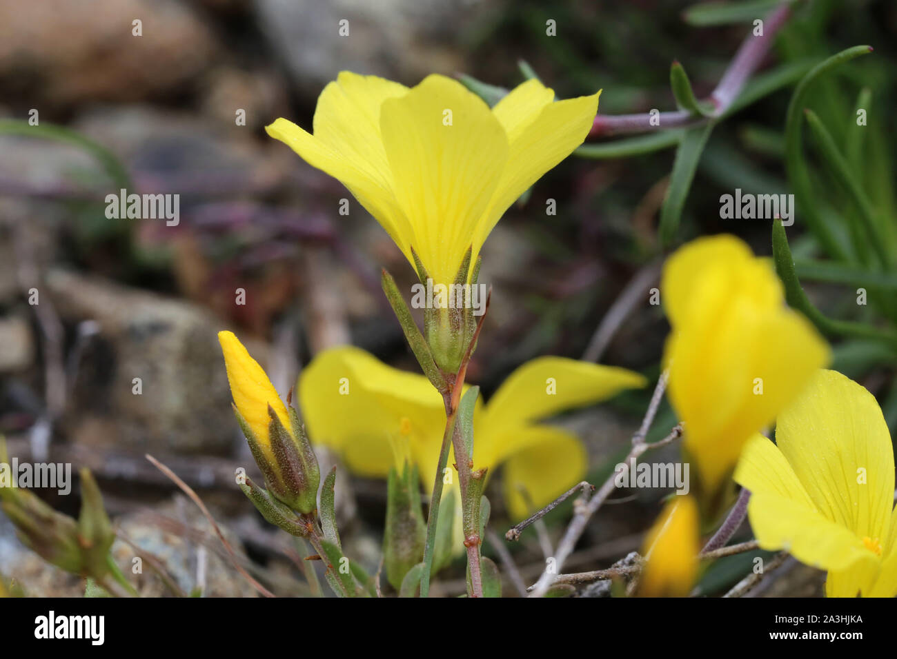 Linum tauricum hi-res stock photography and images - Alamy