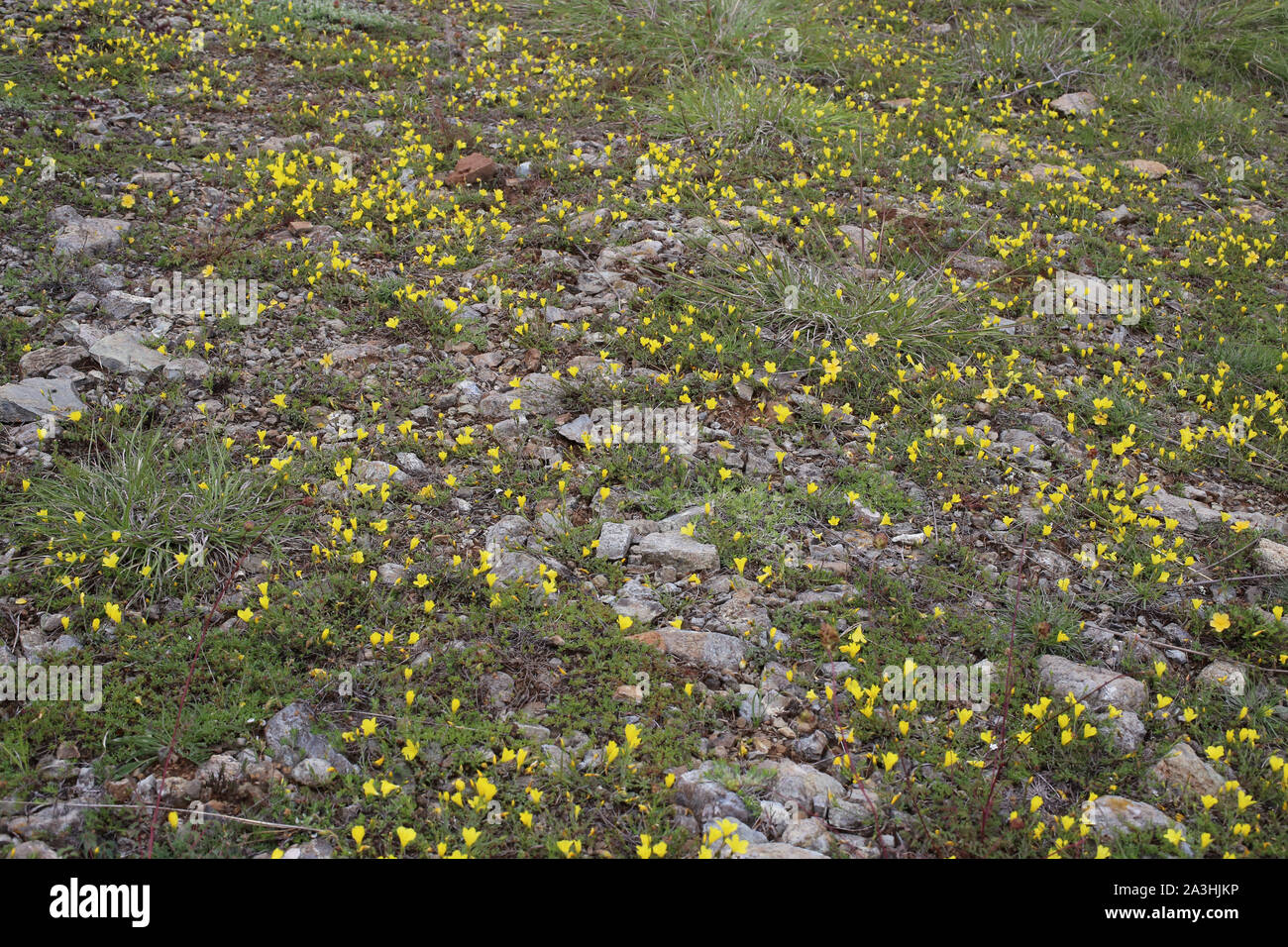 Linum tauricum subsp. bulgaricum Stock Photo - Alamy