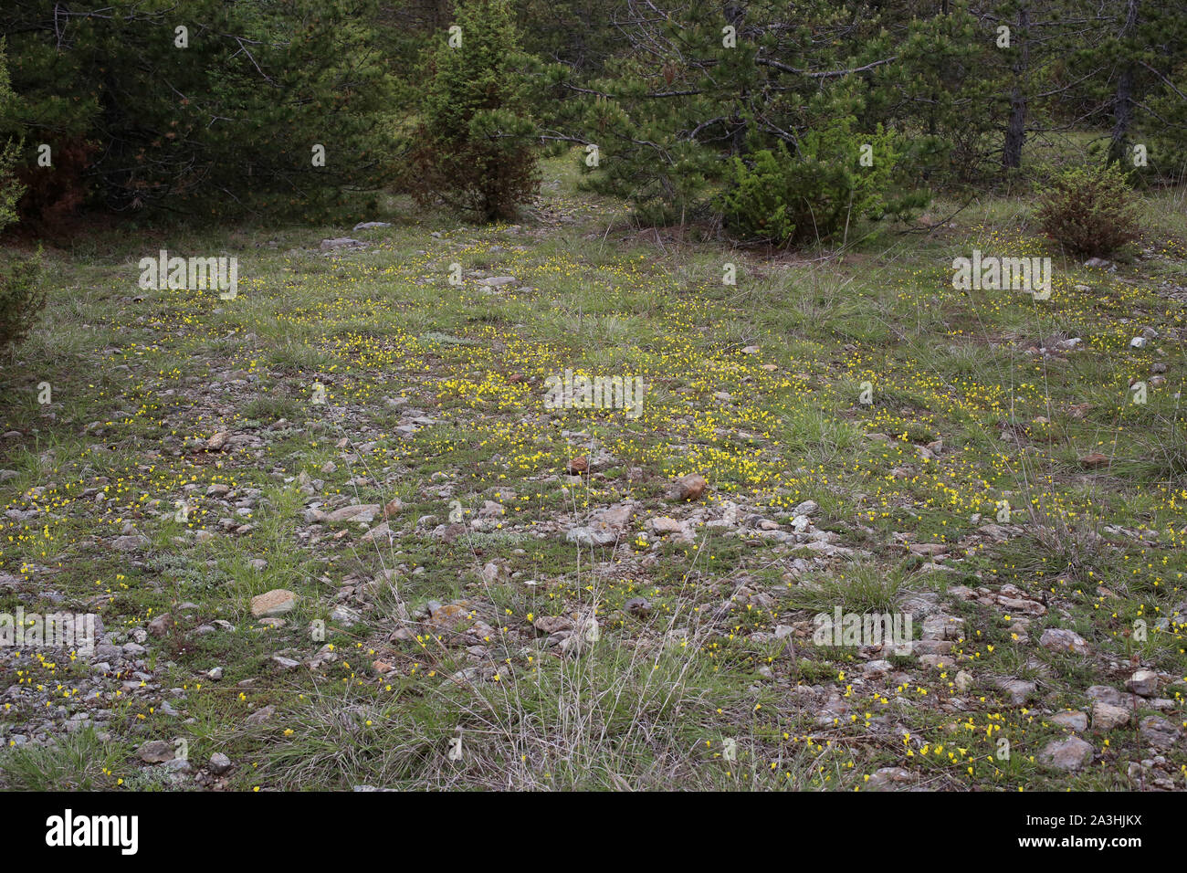 Tauricum hi-res stock photography and images - Alamy