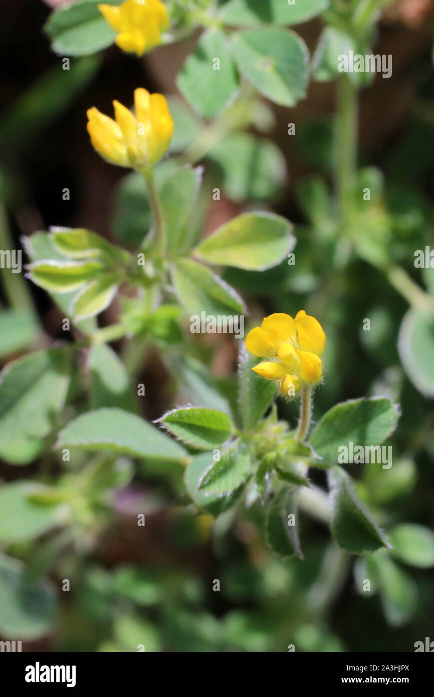 Medicago minima hi-res stock photography and images - Alamy
