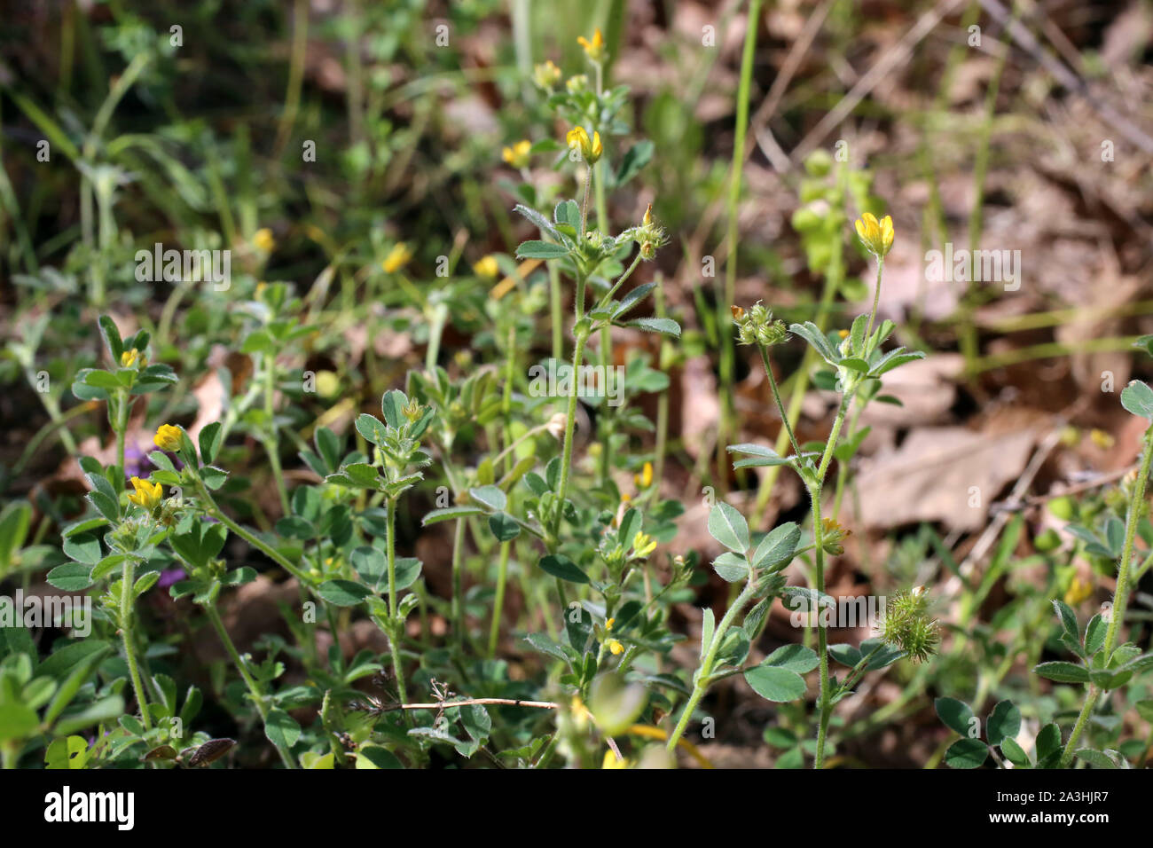 Medicago minima hi-res stock photography and images - Alamy