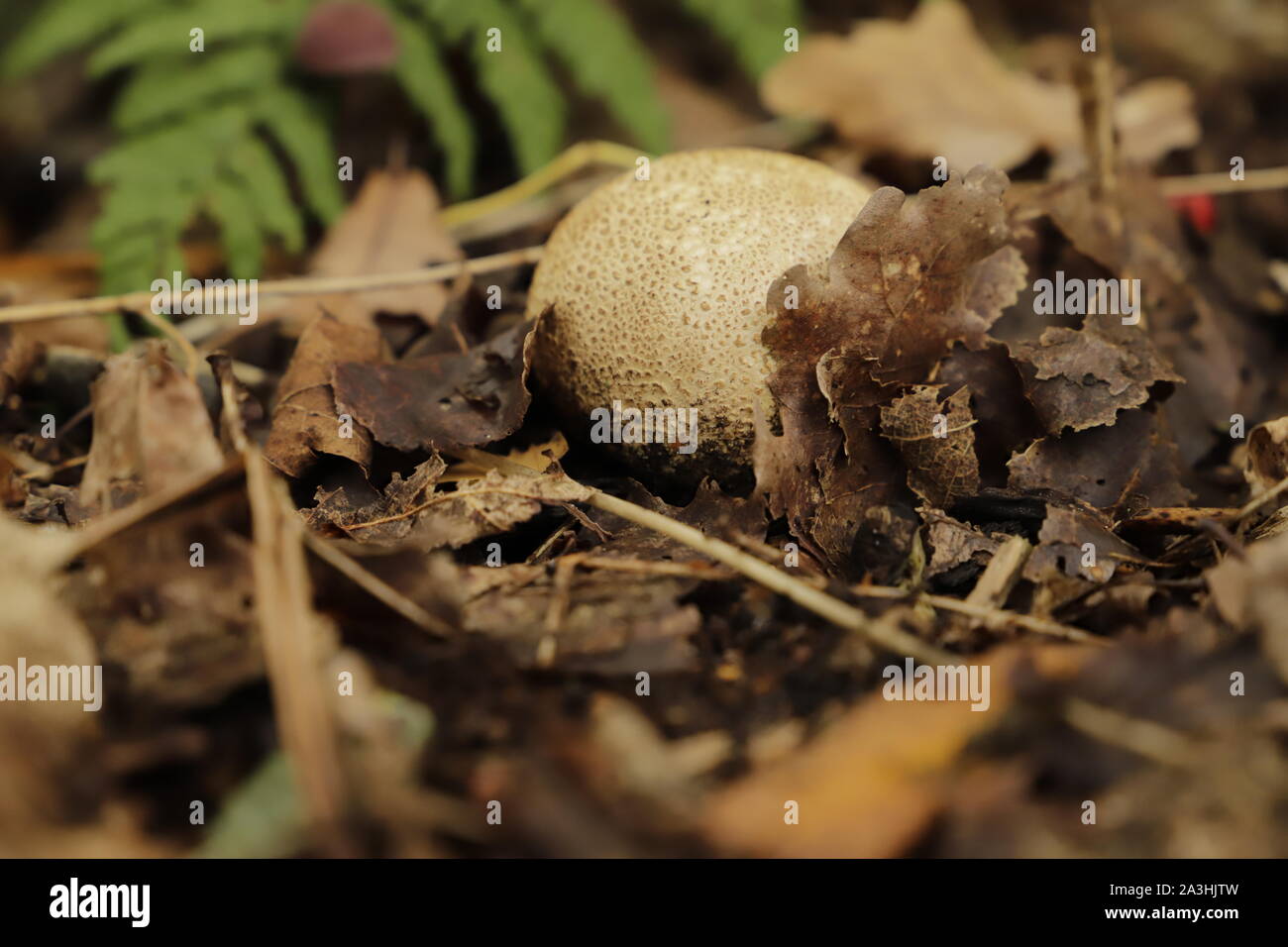 Common earthball or pigskin poison puffball Stock Photo - Alamy