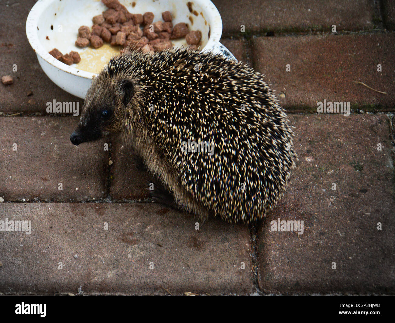 Hedgehog eating meat hi-res stock photography and images - Alamy