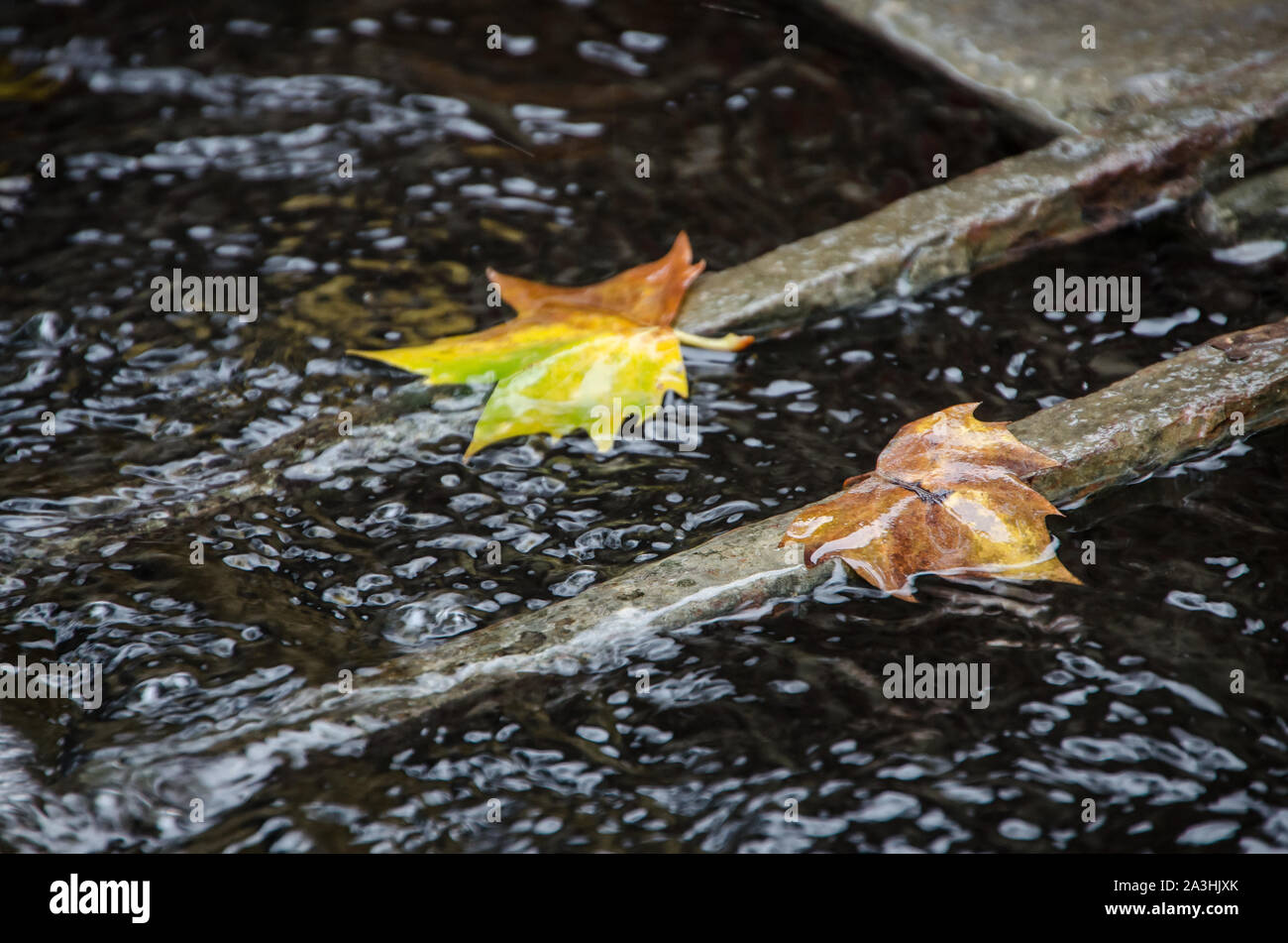 Autumn leaves floating in the water Stock Photo - Alamy