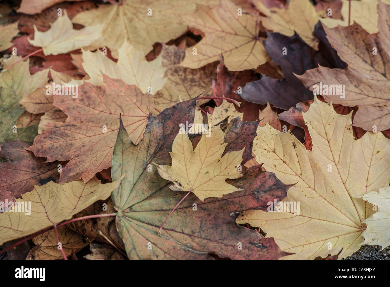 dried autumn leaves as a background Stock Photo - Alamy