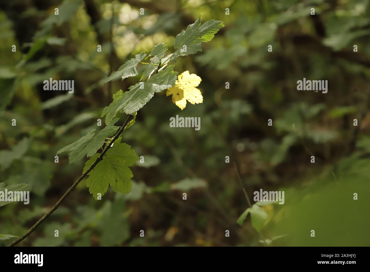 Colorful leaves of the sycamore tree in the autumn Stock Photo - Alamy