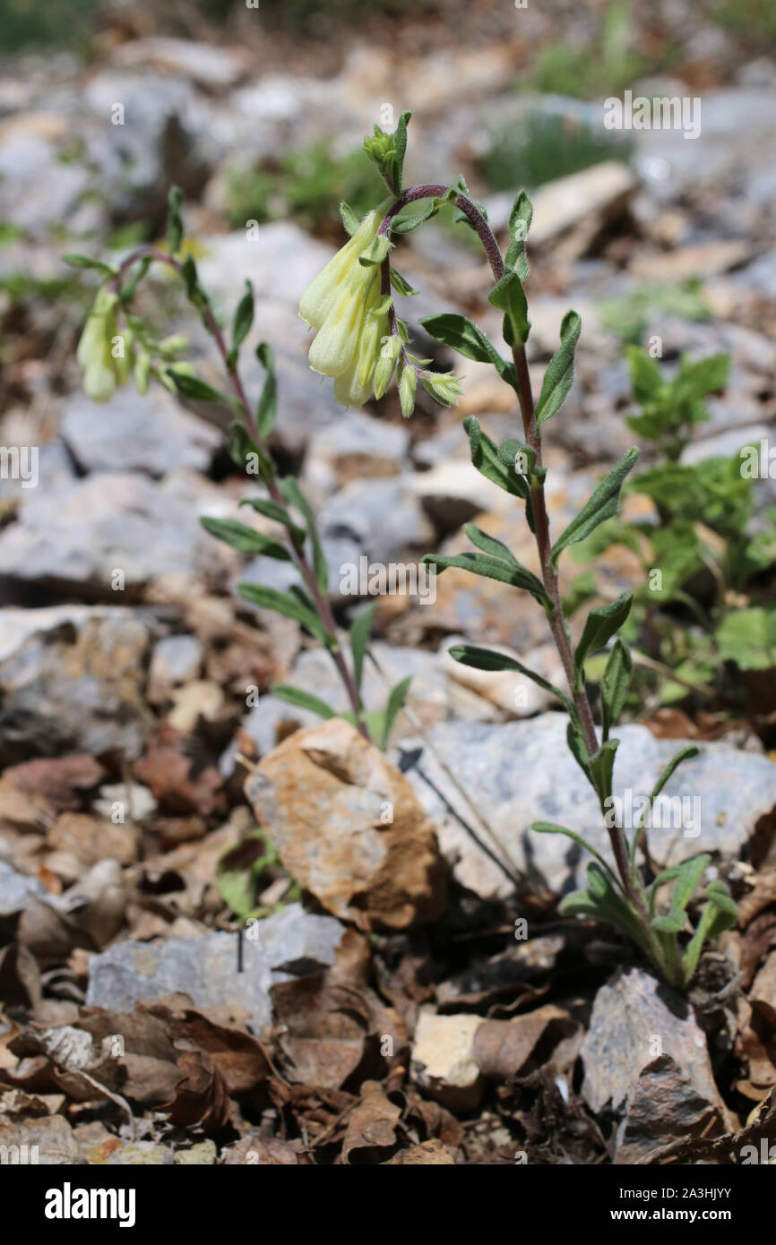 Thracica hi-res stock photography and images - Alamy