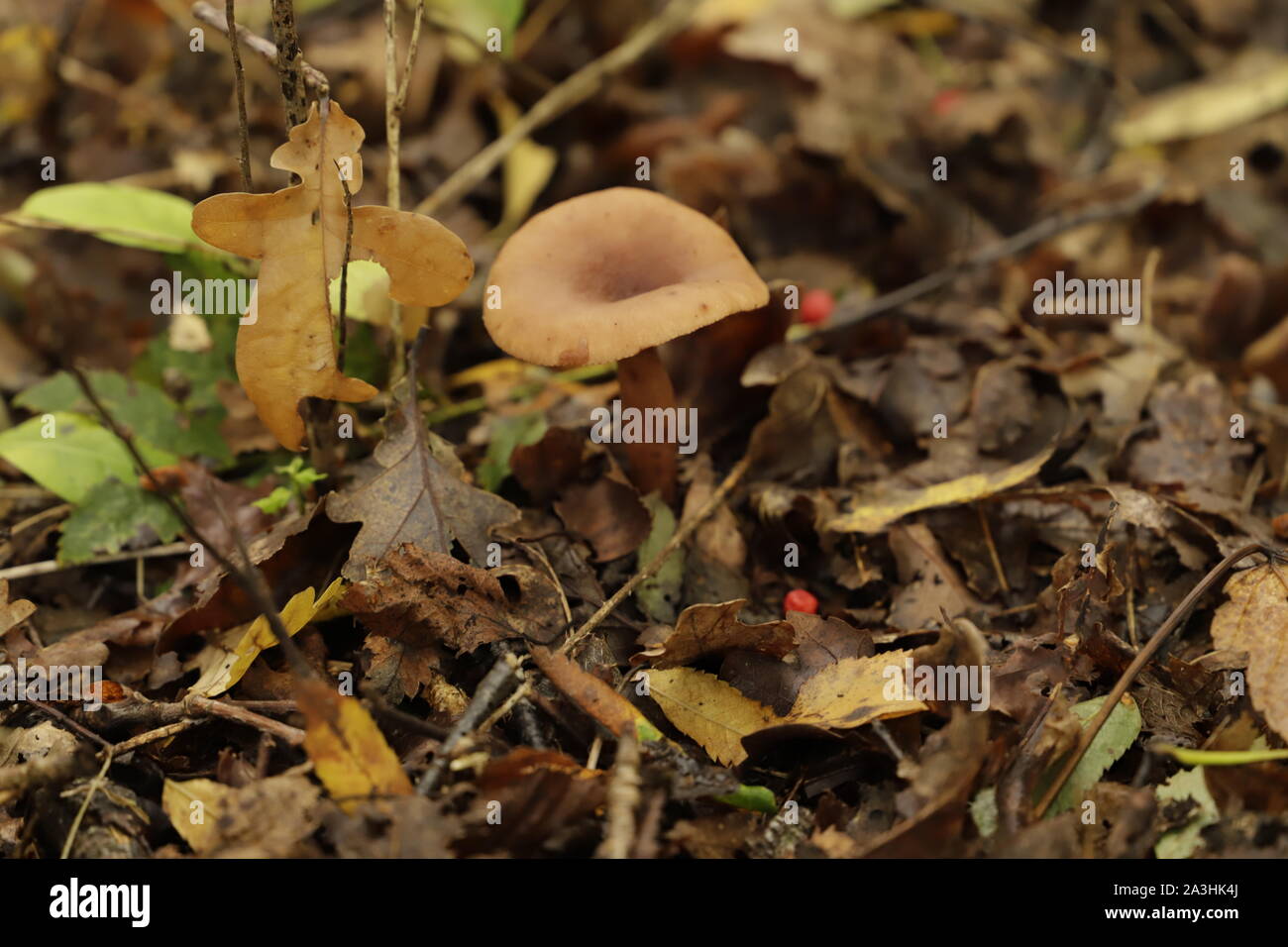 Small toad stools hi-res stock photography and images - Alamy