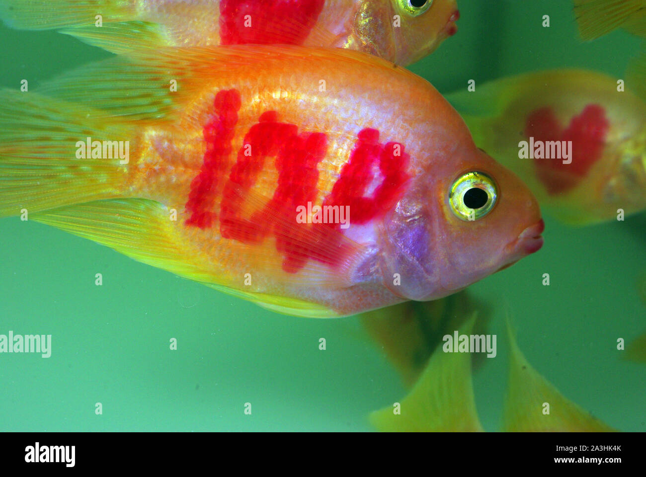 Artificial colored aquarium fish (Parrot cichlid Stock Photo - Alamy