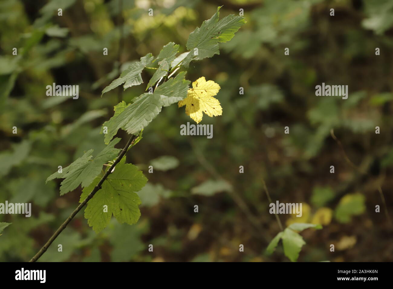 Colorful leaves of the sycamore tree in the autumn Stock Photo - Alamy