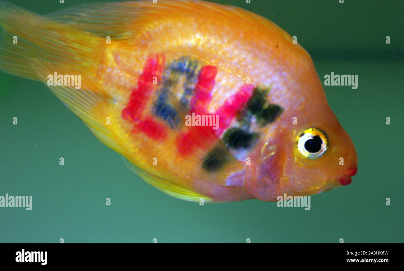 Freshwater Parrot Fish Types