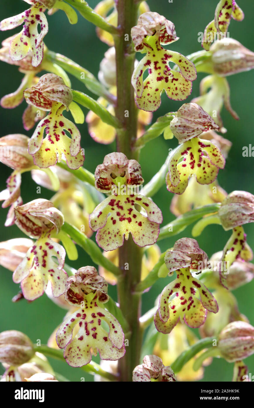 Orchis × wulffiana (O. punctulata × O. purpurea Stock Photo - Alamy
