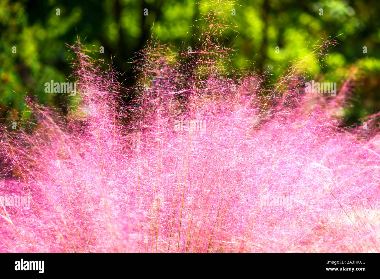 Pink Muhly Grass. Beautiful pink Muhlenbergia capillaries. Summer ...