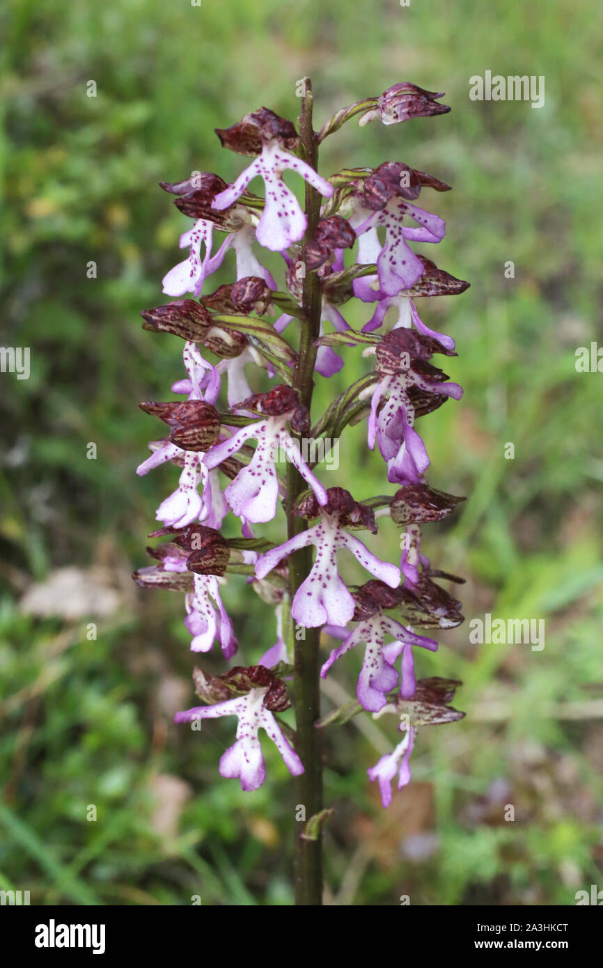 Orchis punctulata hi-res stock photography and images - Alamy