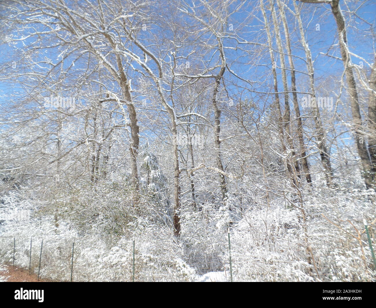 Icey branches hi-res stock photography and images - Alamy