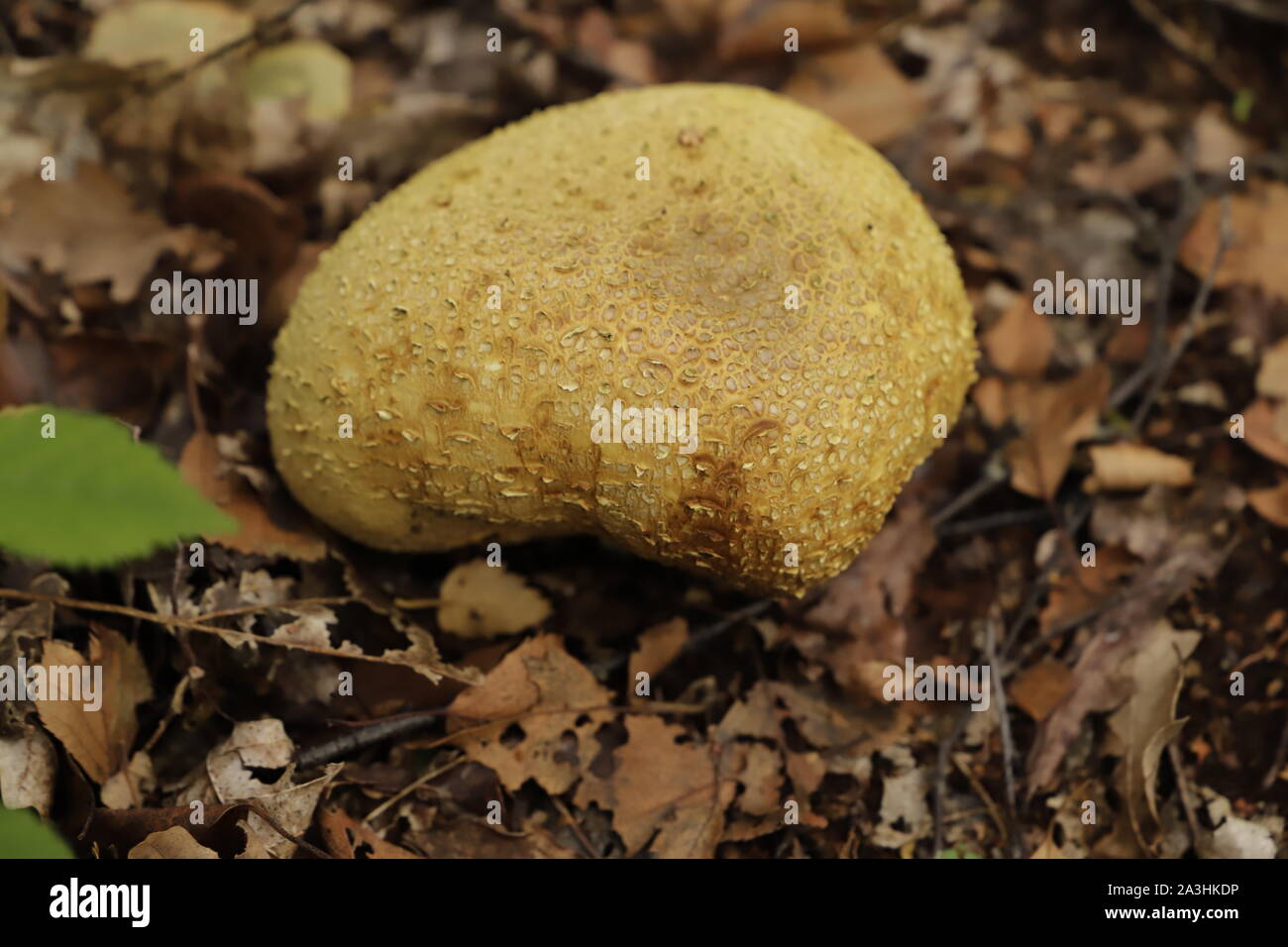 Common earthball or pigskin poison puffball Stock Photo - Alamy