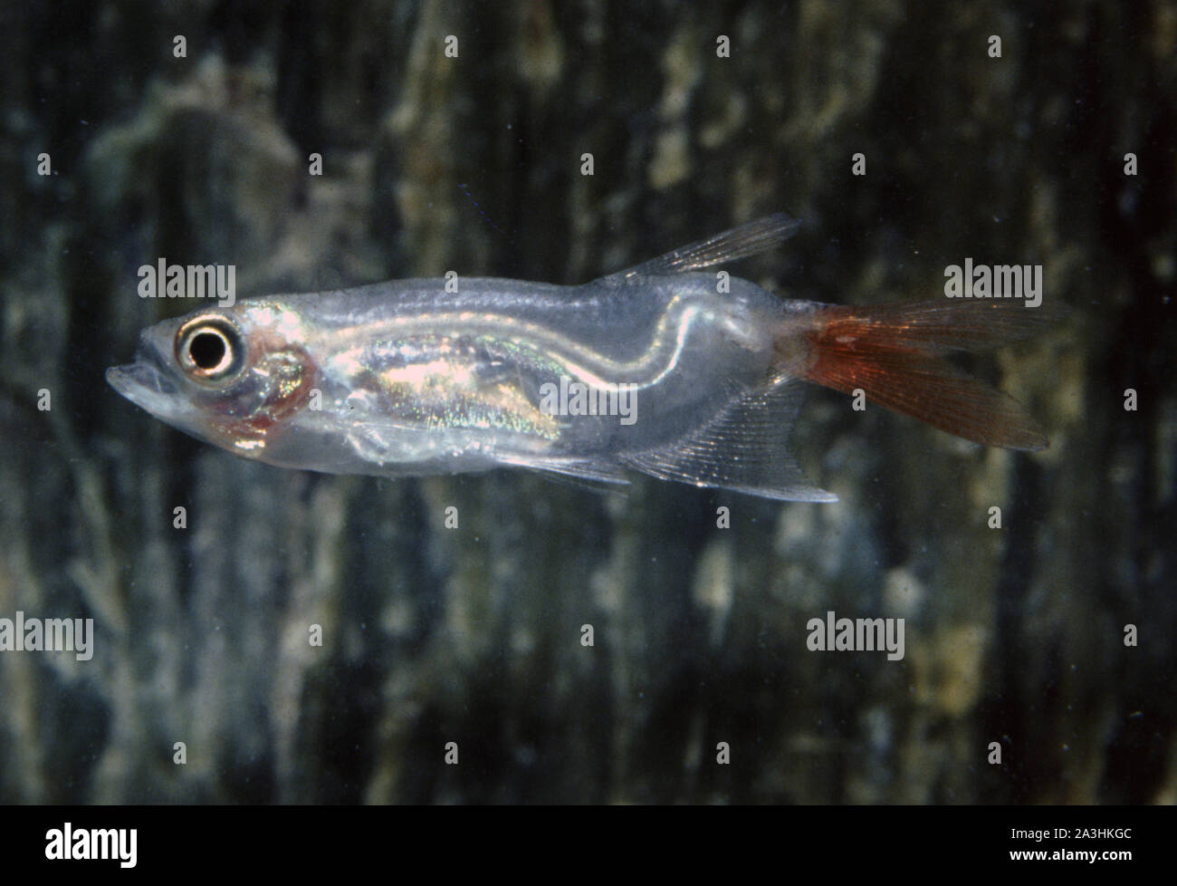 Vertebral Column High Resolution Stock Photography and Images - Alamy