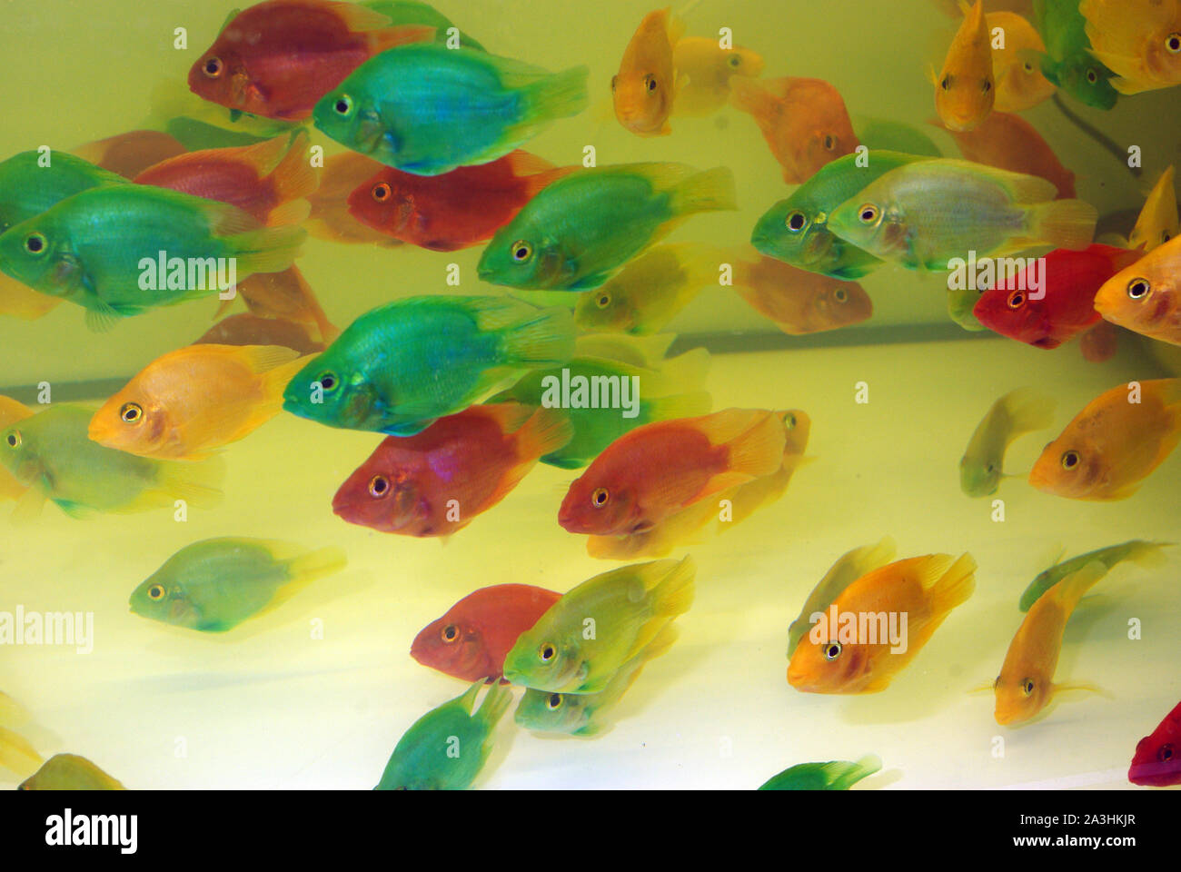 Parrot fish and caribbean hi-res stock photography and images - Alamy