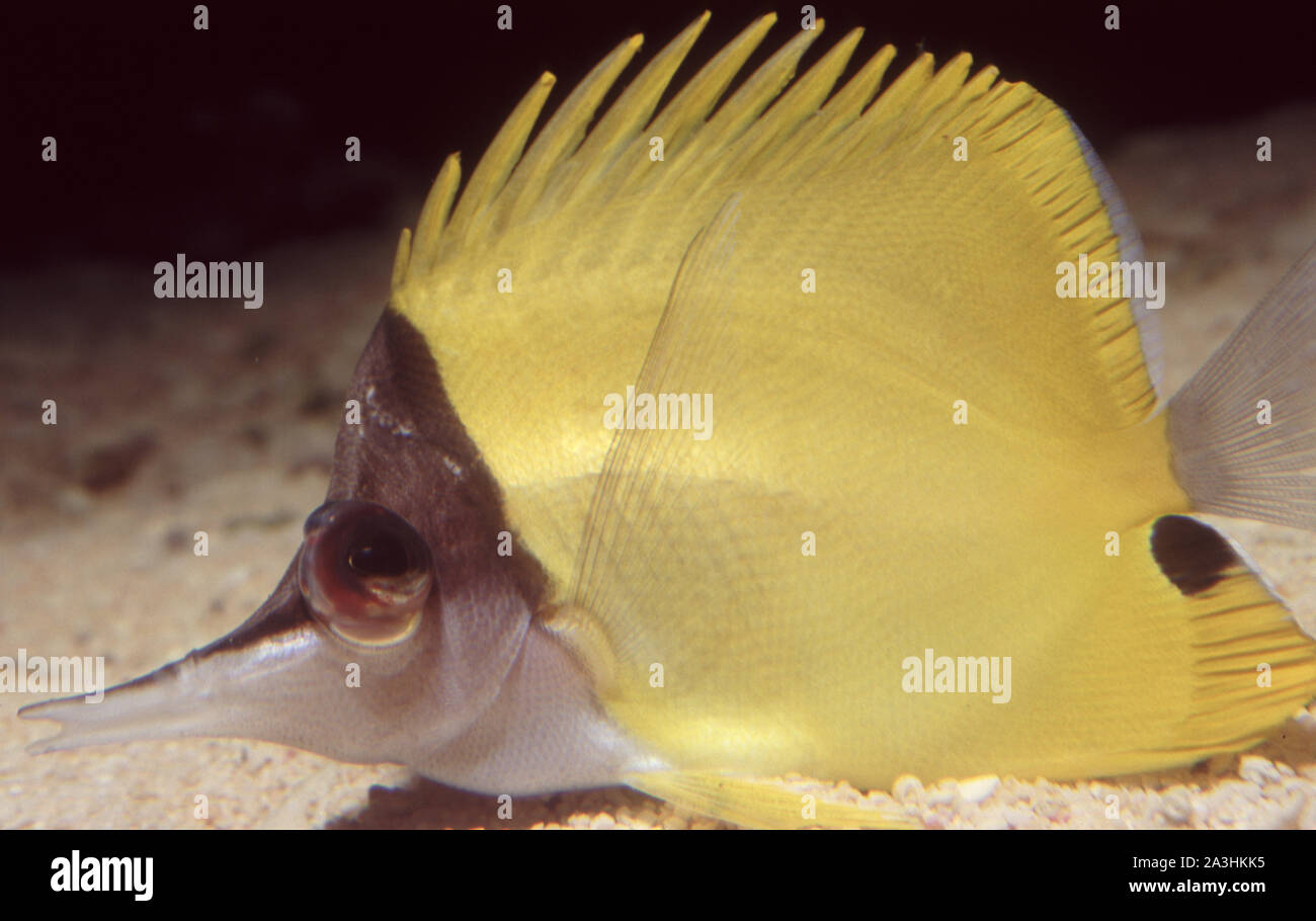 Exophthalmos hi-res stock photography and images - Alamy