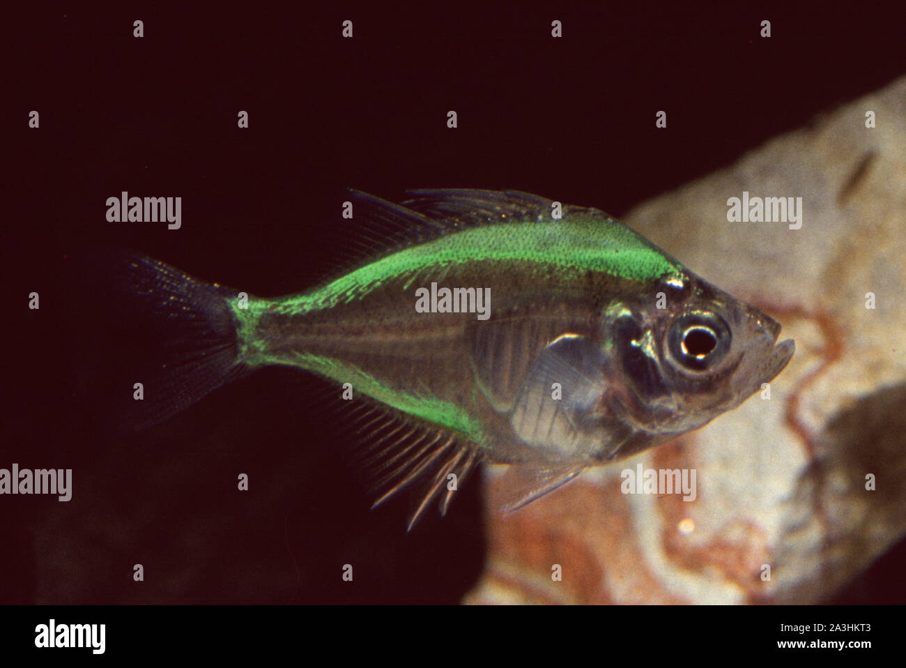 Artificial colored glass fish (Chanda sp Stock Photo - Alamy