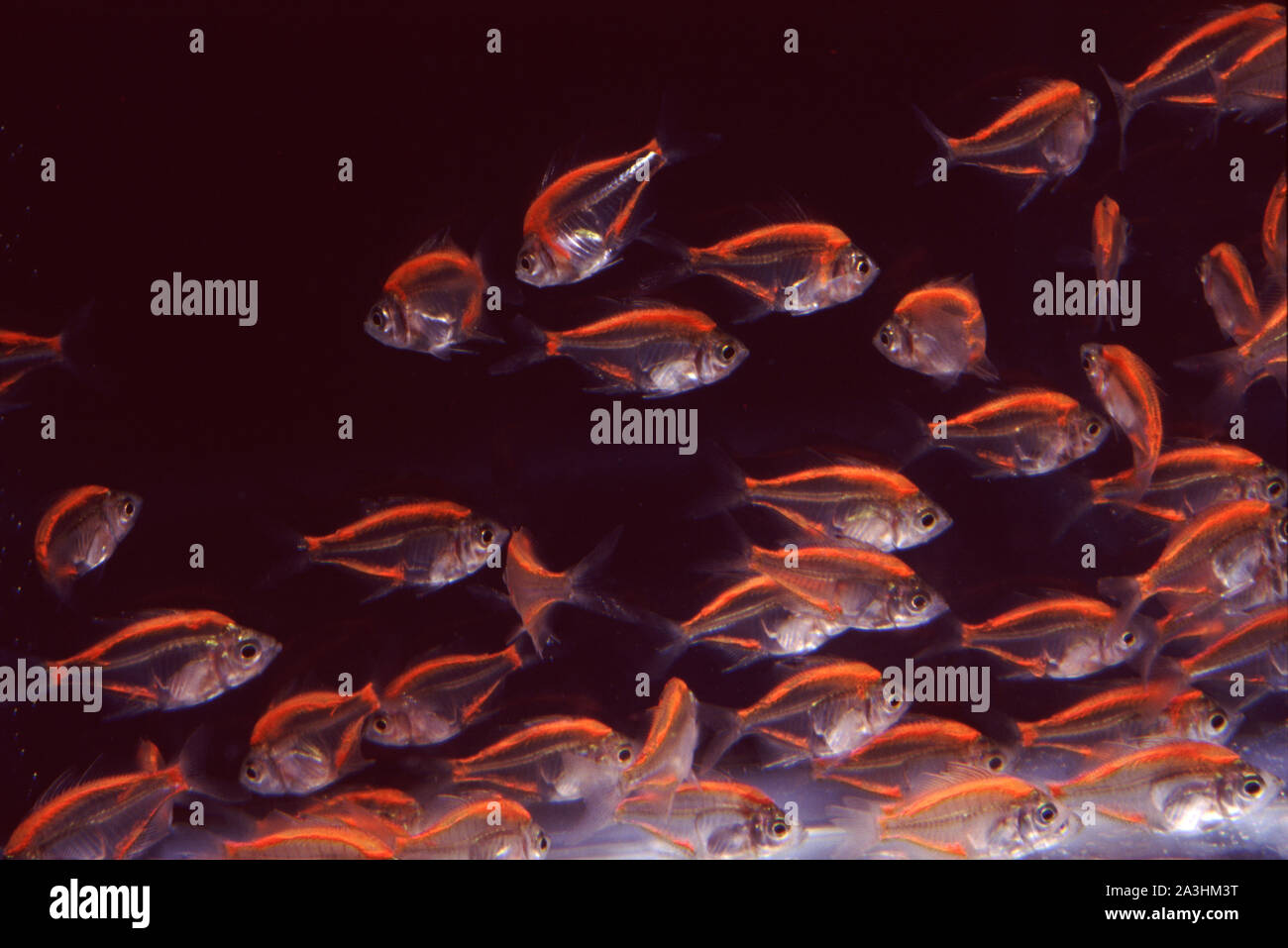 Artificial colored hi-res stock photography and images - Alamy