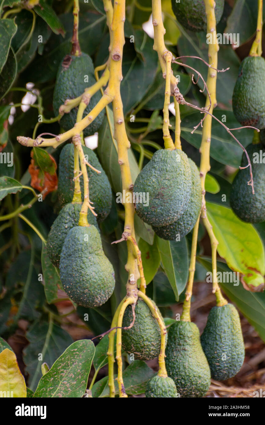 Cultivation on farms of tasty hass avocado trees, organic avocado ...