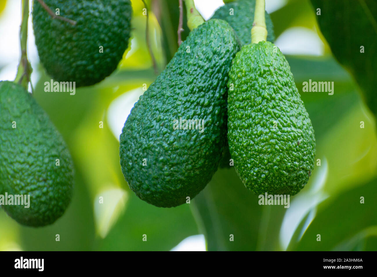 Cultivation on farms of tasty hass avocado trees, organic avocado ...
