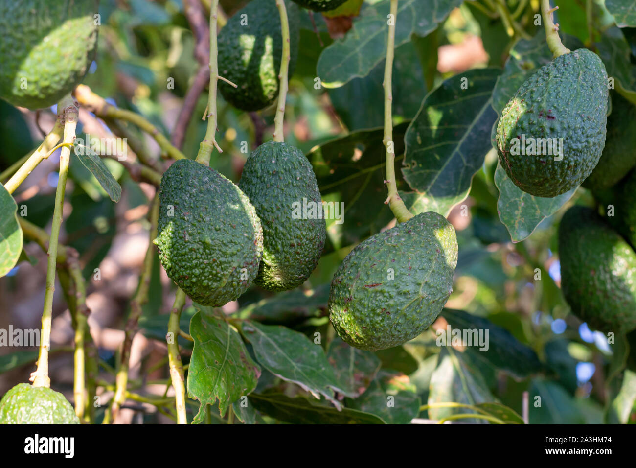 Cultivation on farms of tasty hass avocado trees, organic avocado ...