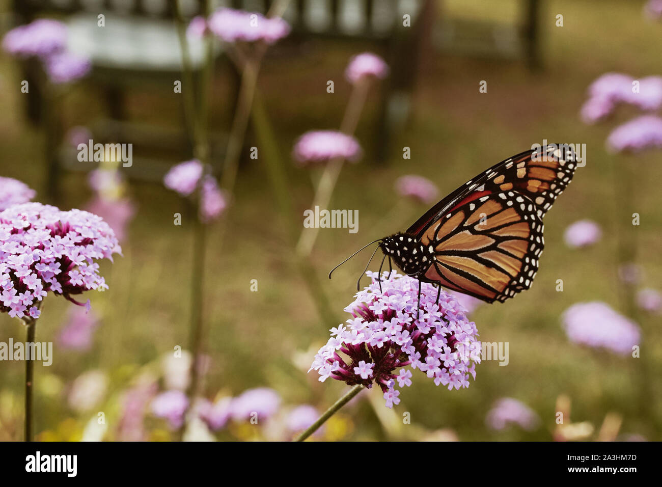 Monarch butterfly at Acadia National Park sitting on a purple flower ...