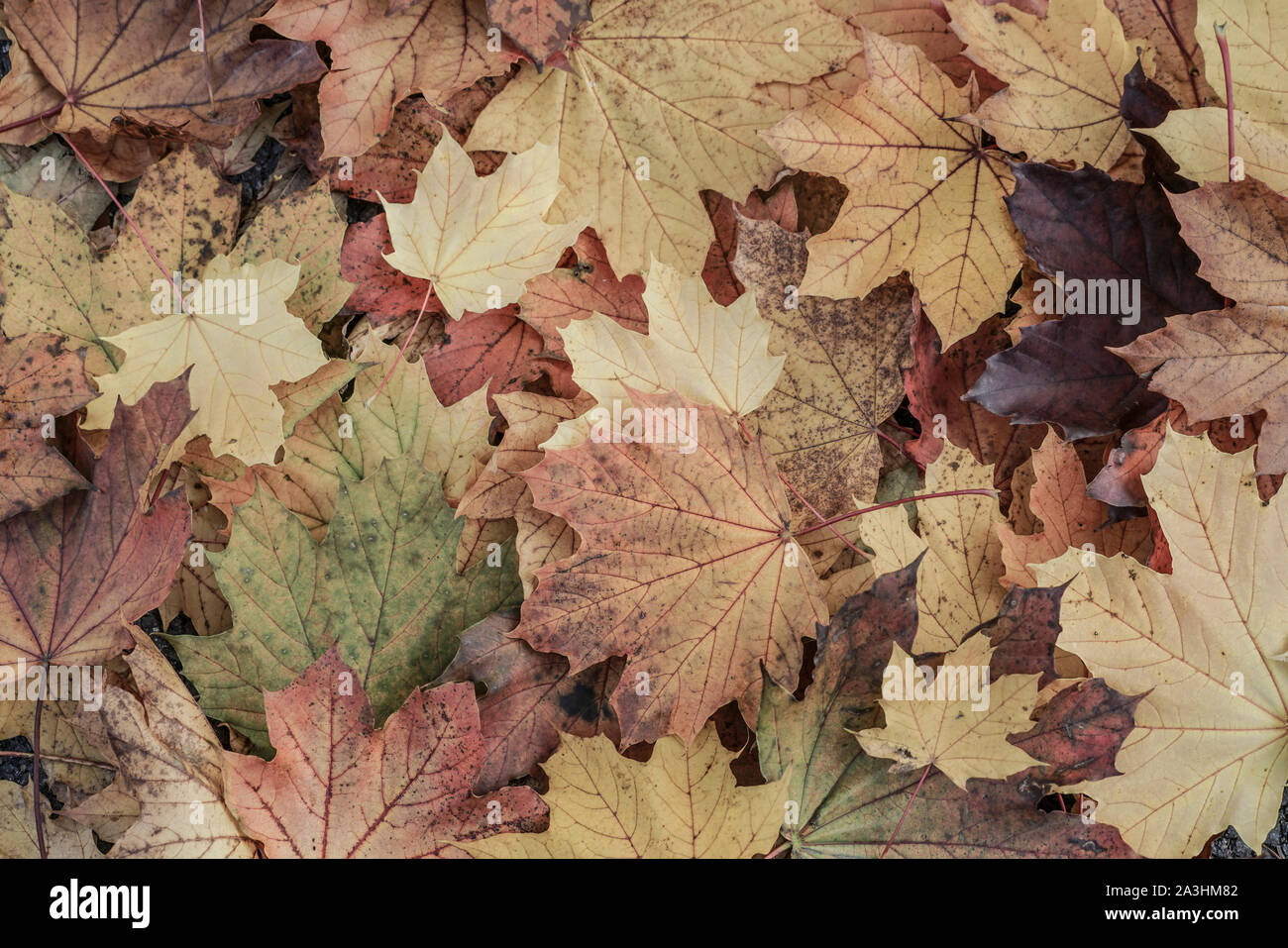 dried autumn leaves as a background Stock Photo - Alamy