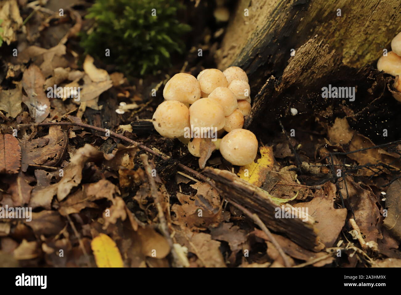 Sulfur tuft a common toad stool in the forest Stock Photo - Alamy