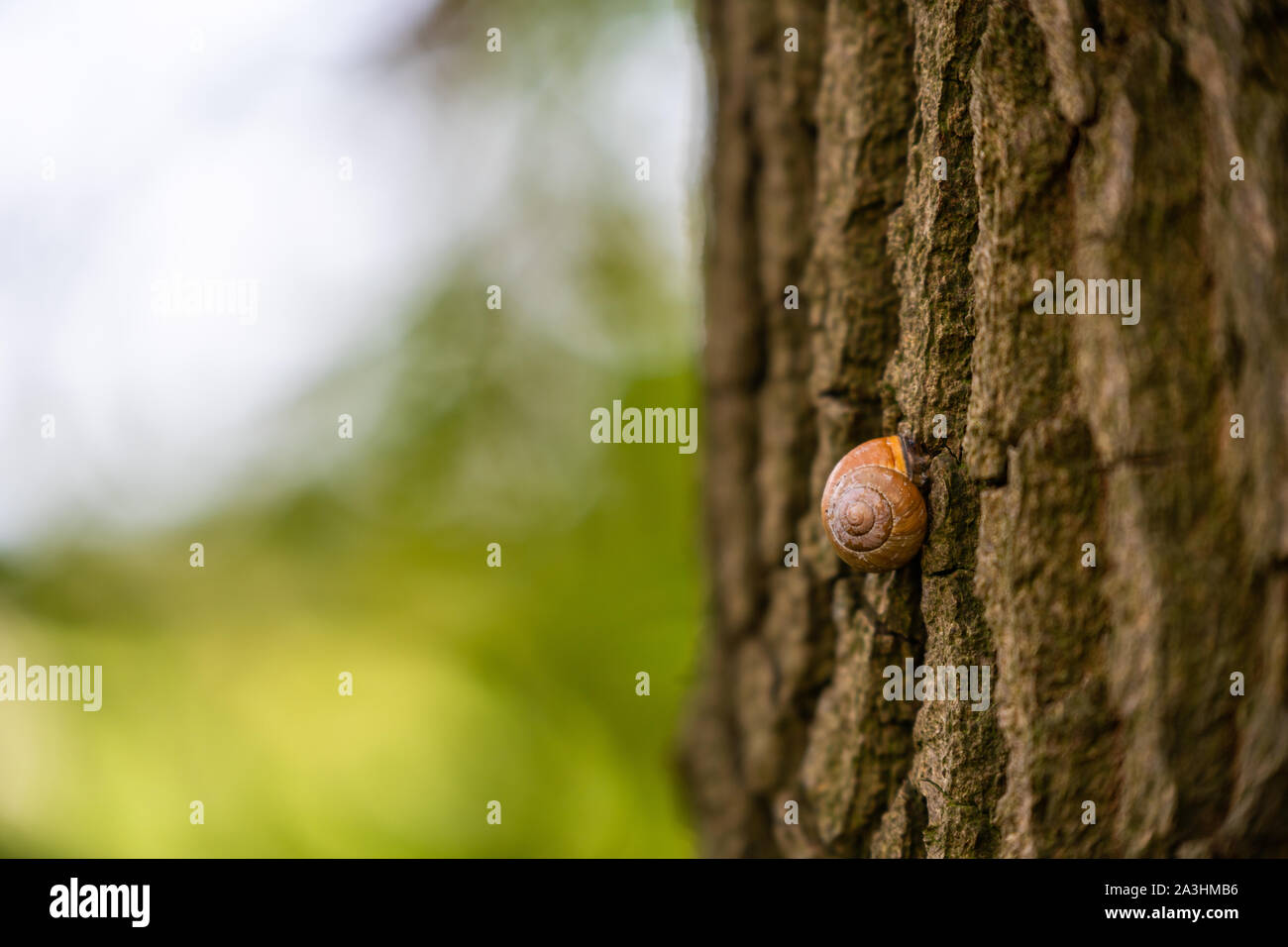There is a small snail shell on a tree and the snail takes a break for ...
