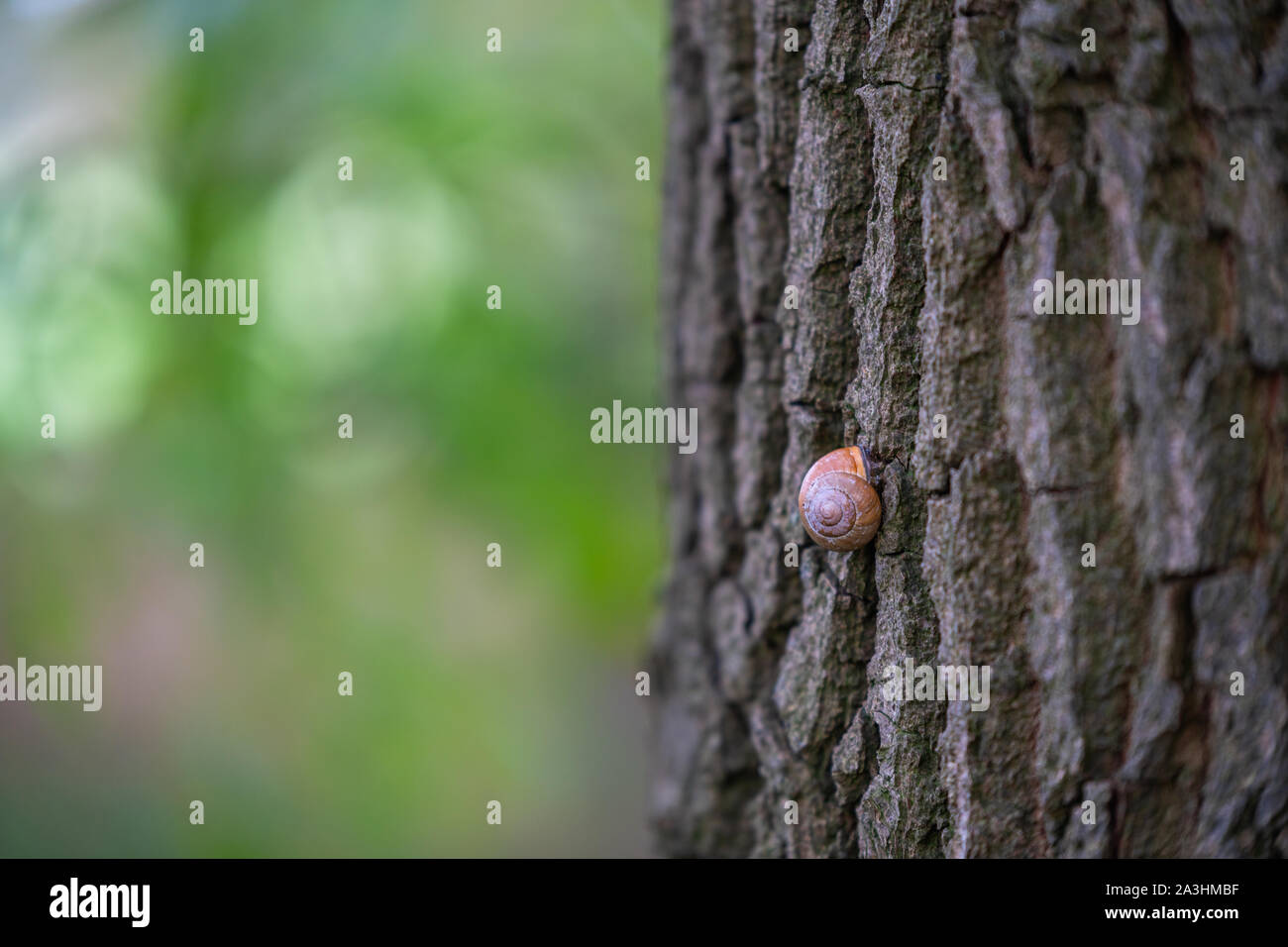 There is a small snail shell on a tree and the snail takes a break for ...
