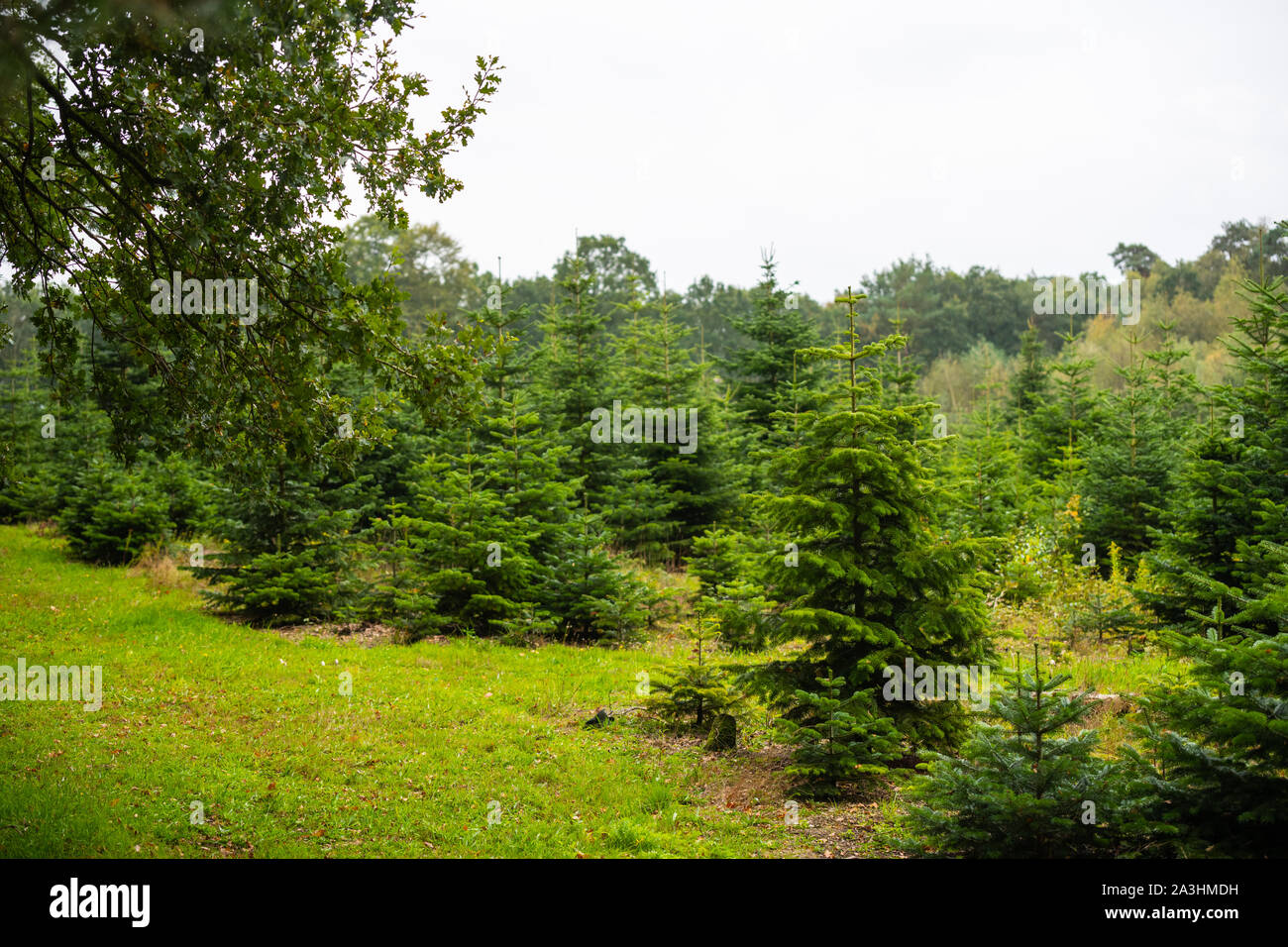 These fir trees grow for the upcoming Christmas party in december for ...