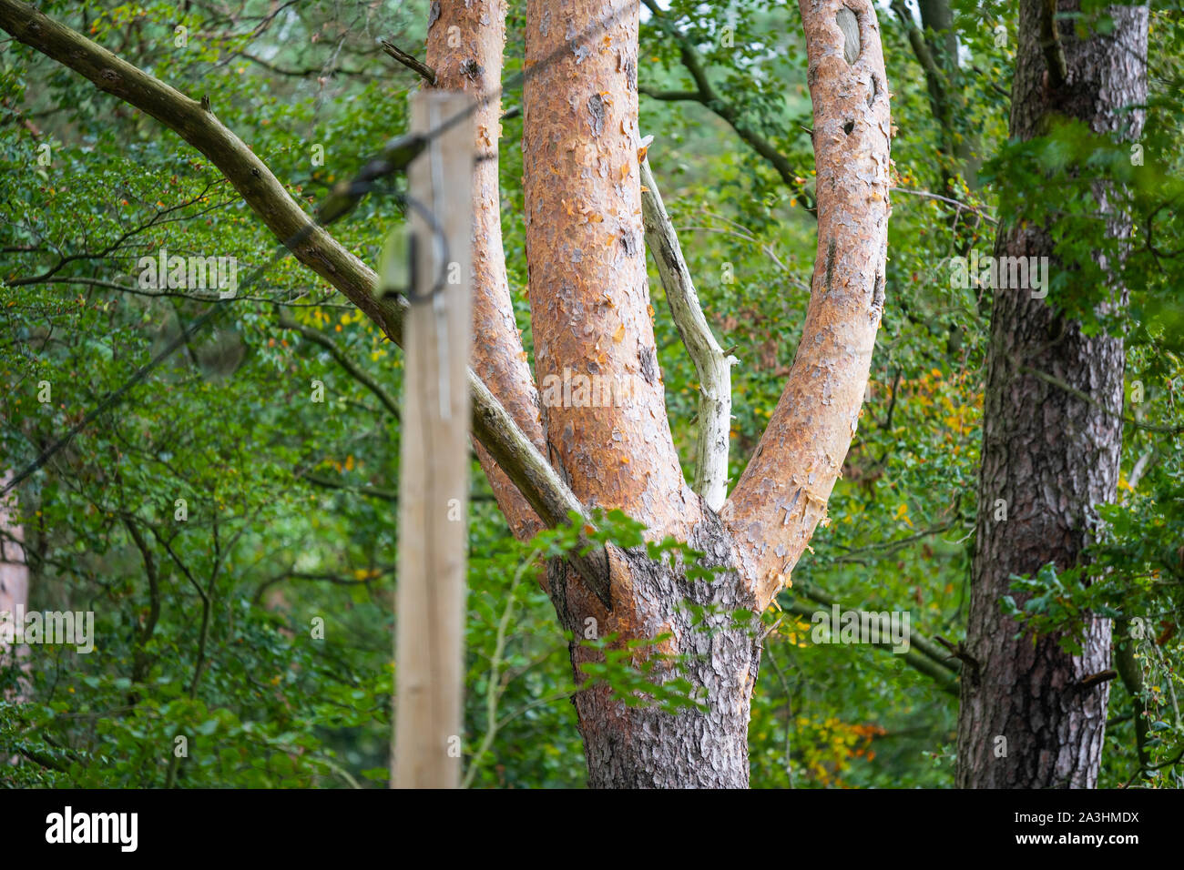 On this tree, the bark changes from brown-gray tones to reddish tones ...