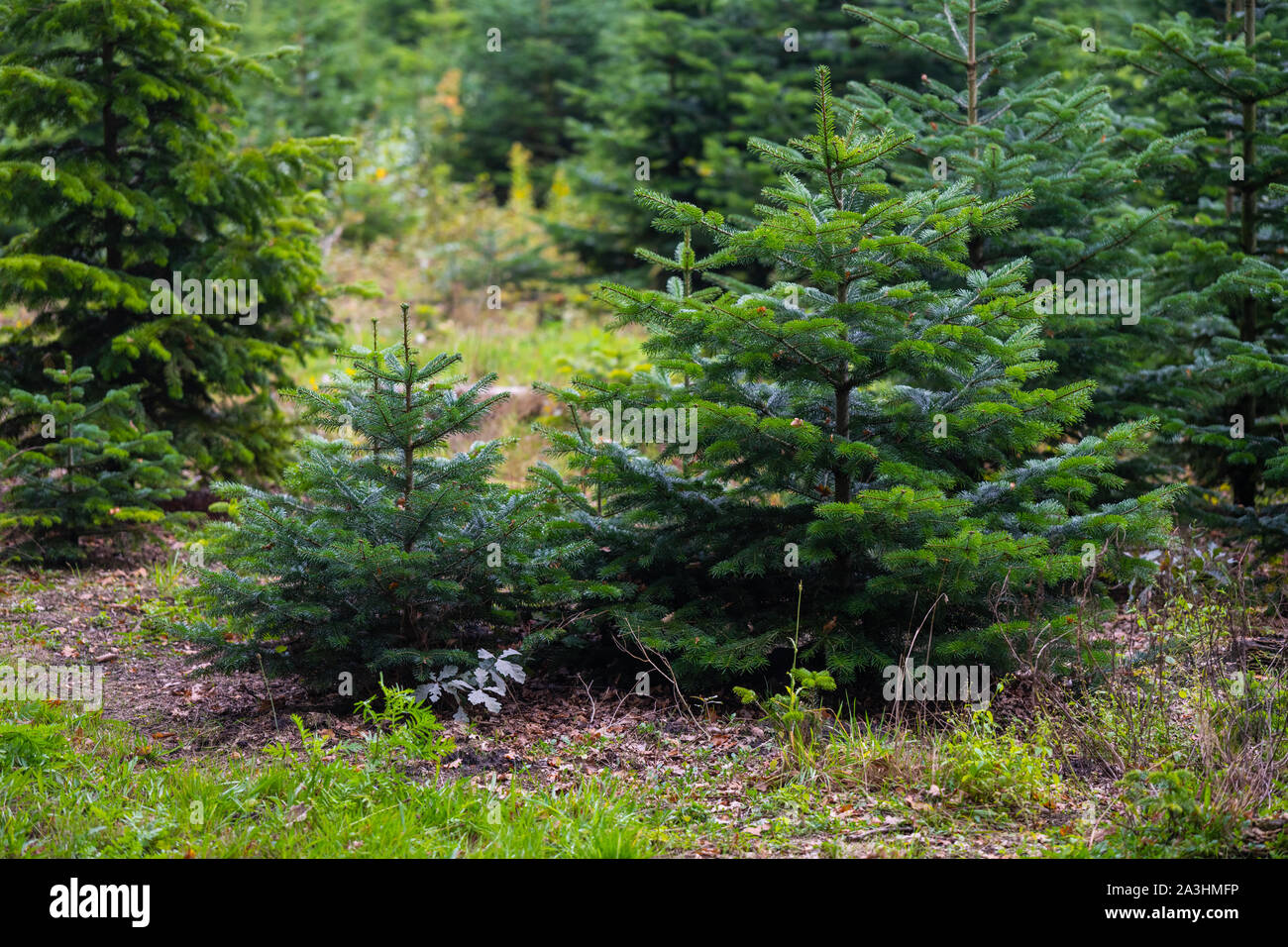 These fir trees grow for the upcoming Christmas party in december for ...