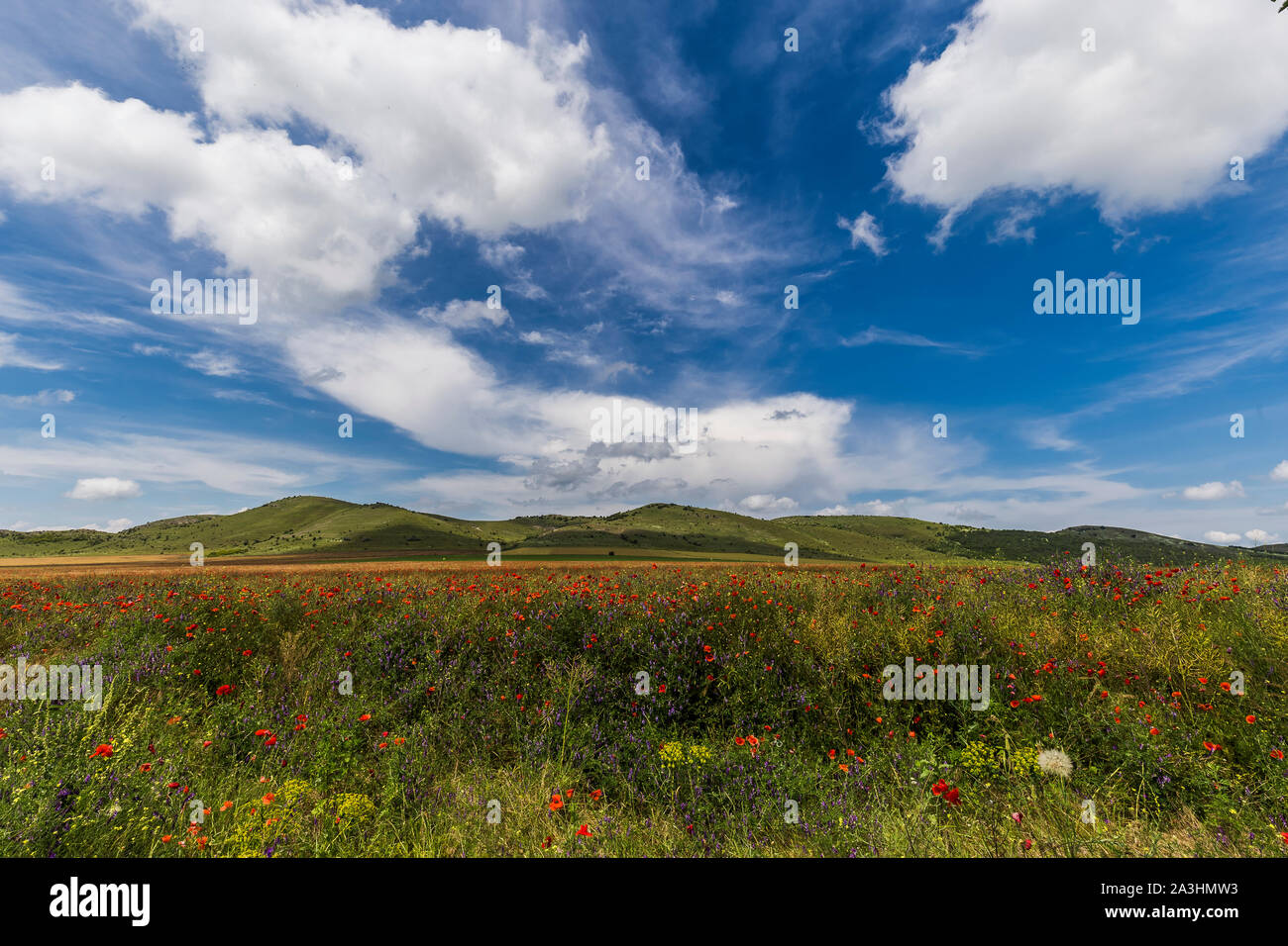 Red flower field in summer time, shot in Romania countryside Stock ...