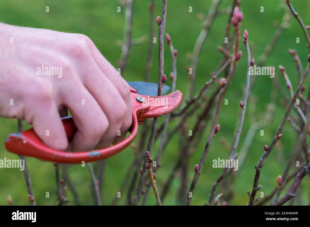 Plant Cutting With Garden Scissors Stock Photo Alamy plant-cutting-with-garden-scissors-stock-photo-alamy