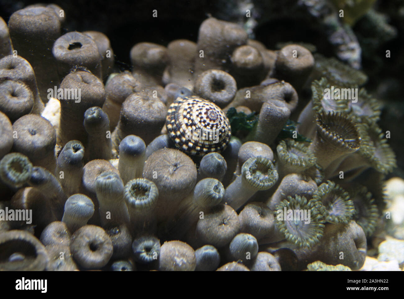 Heliacus areola, a gastropod mollusk parasite on Zoanthid polyps Stock ...