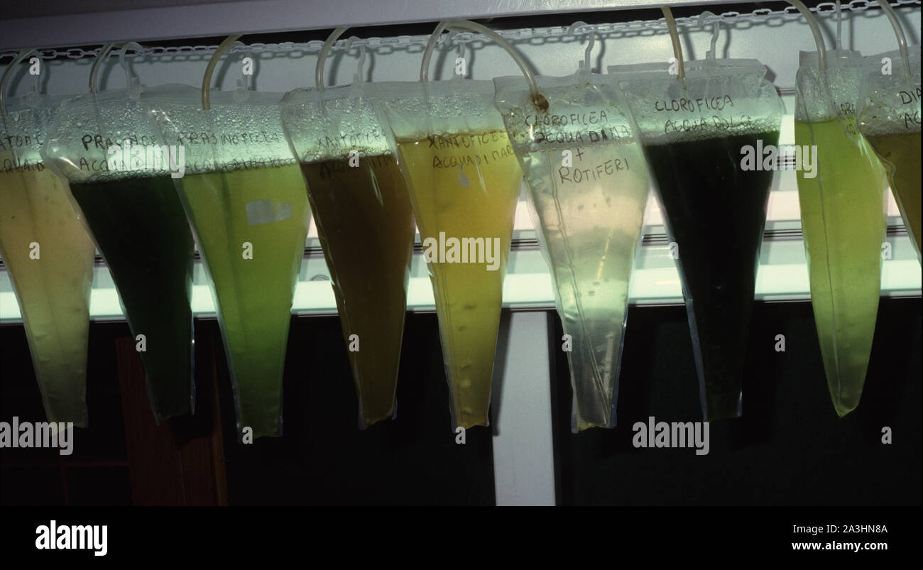 Culture of Phyto- and Zooplankton Stock Photo - Alamy