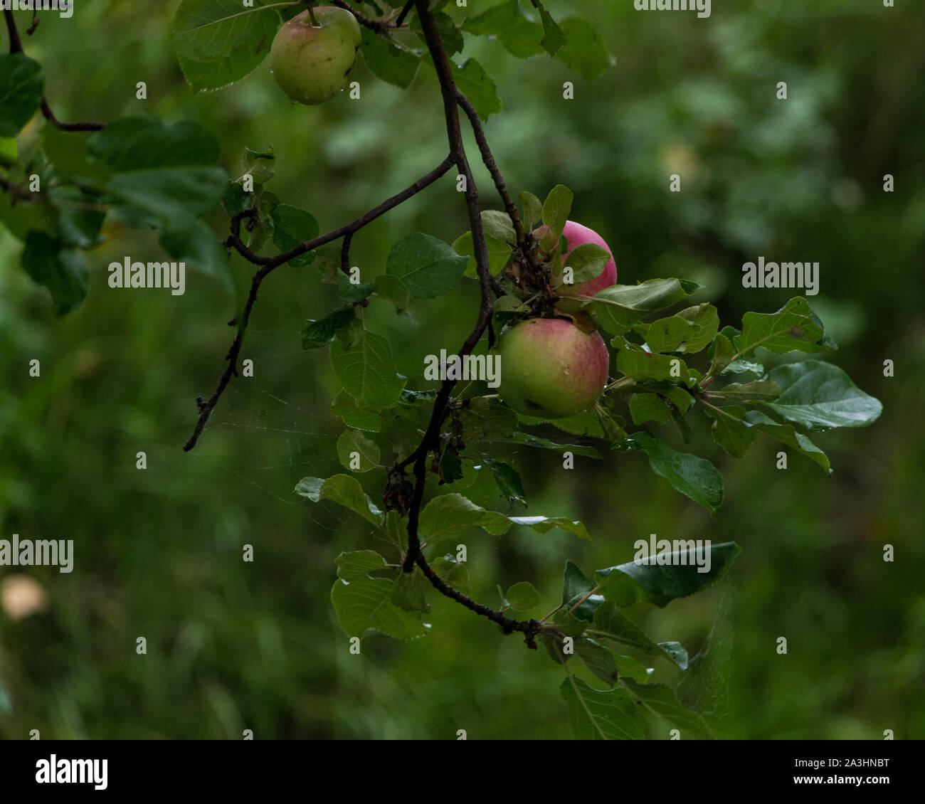 Fresh off the tree hi-res stock photography and images - Alamy