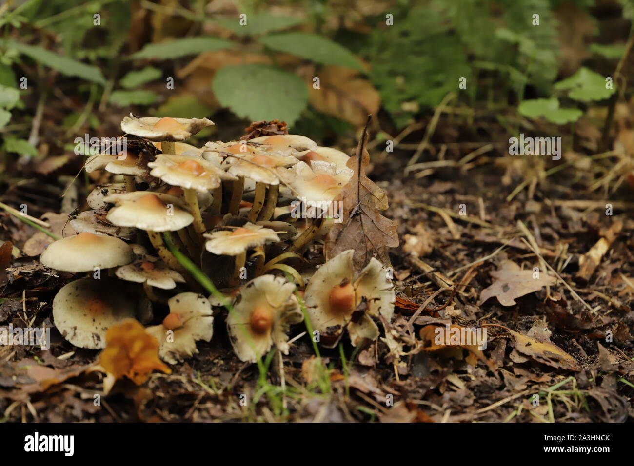 Sulfur tuft a common toad stool in the forest Stock Photo - Alamy
