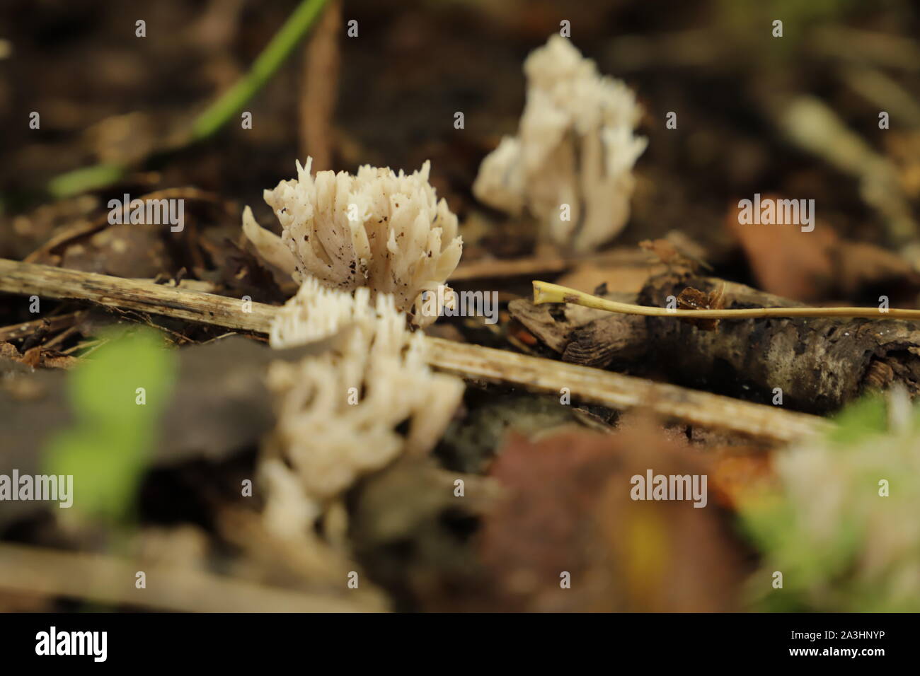 white coral fungus or clavulina coralloides a fungus which looks like ...
